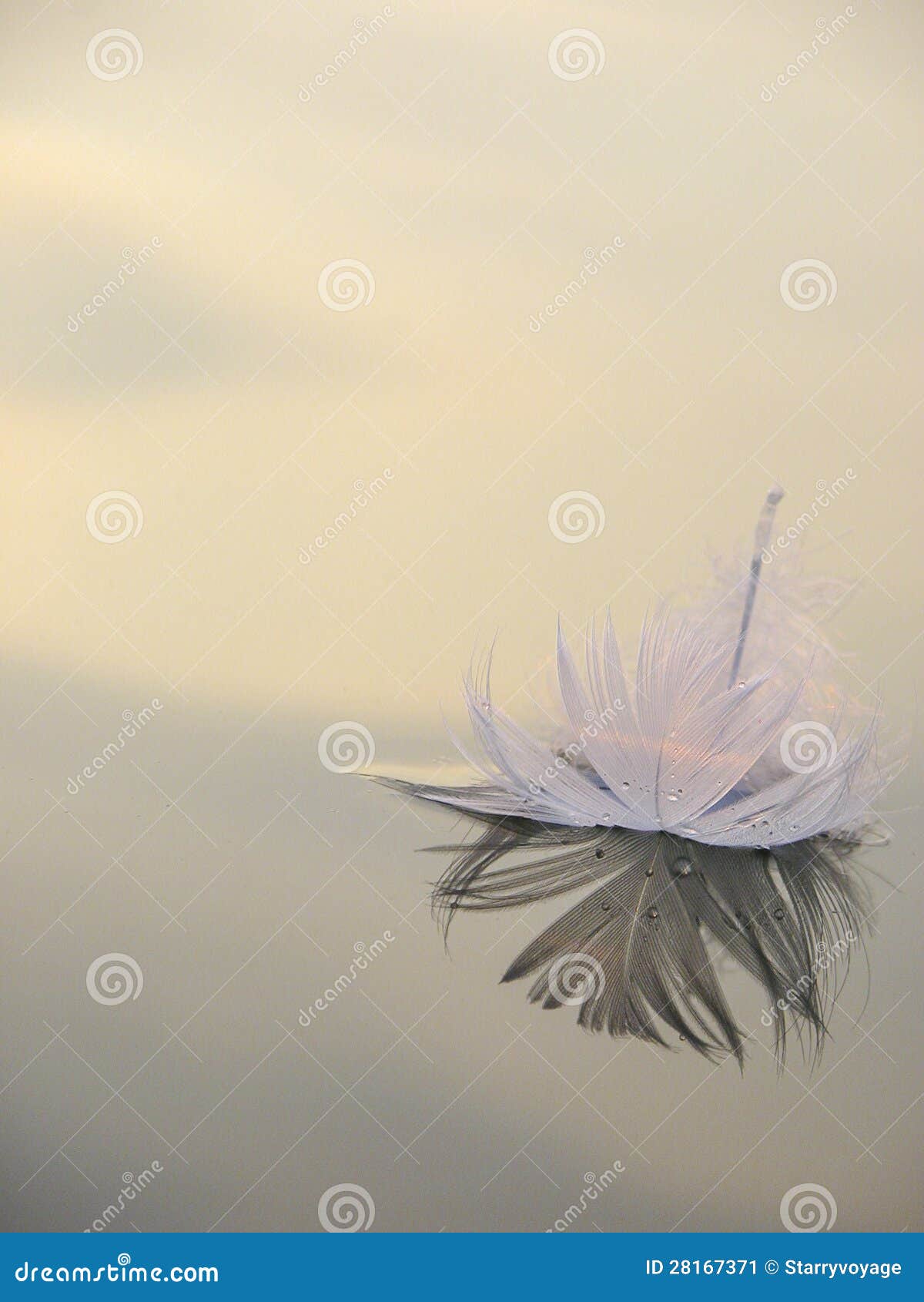 Lone Swan Feather on Lake at Sunset Stock Image - Image of ephemeral ...