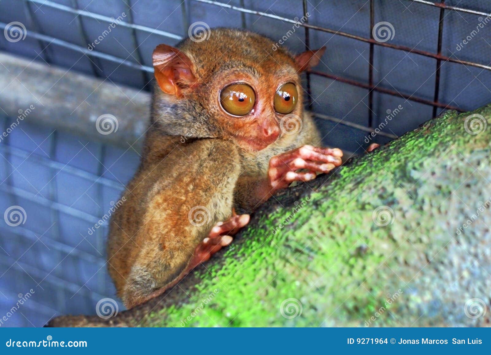 A lone tarsier monkey stock photo. Image of rare, tarsier - 9271964