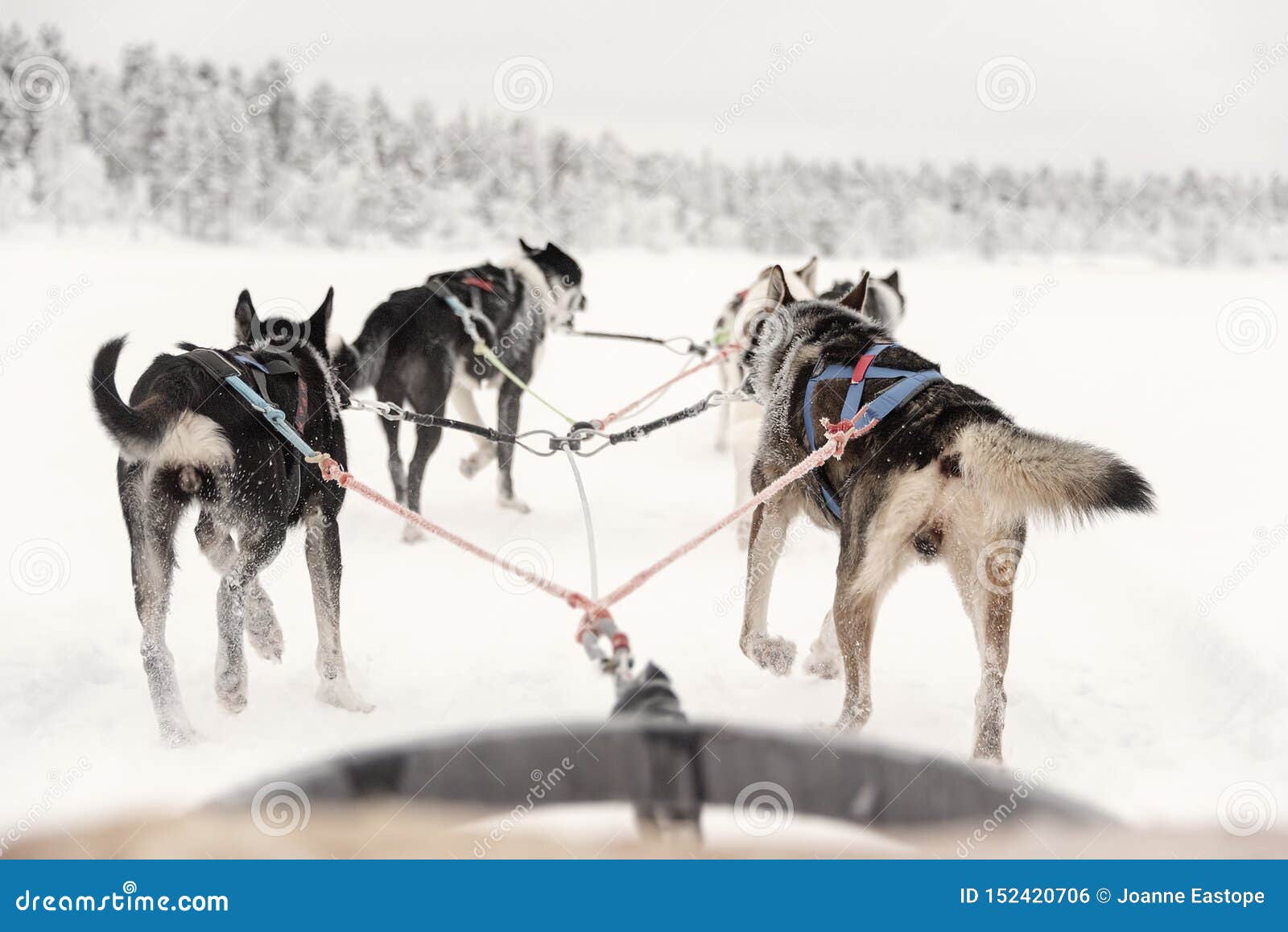 Lone Team of Huskies Pulling Ahead, View from Sled Stock Photo - Image ...