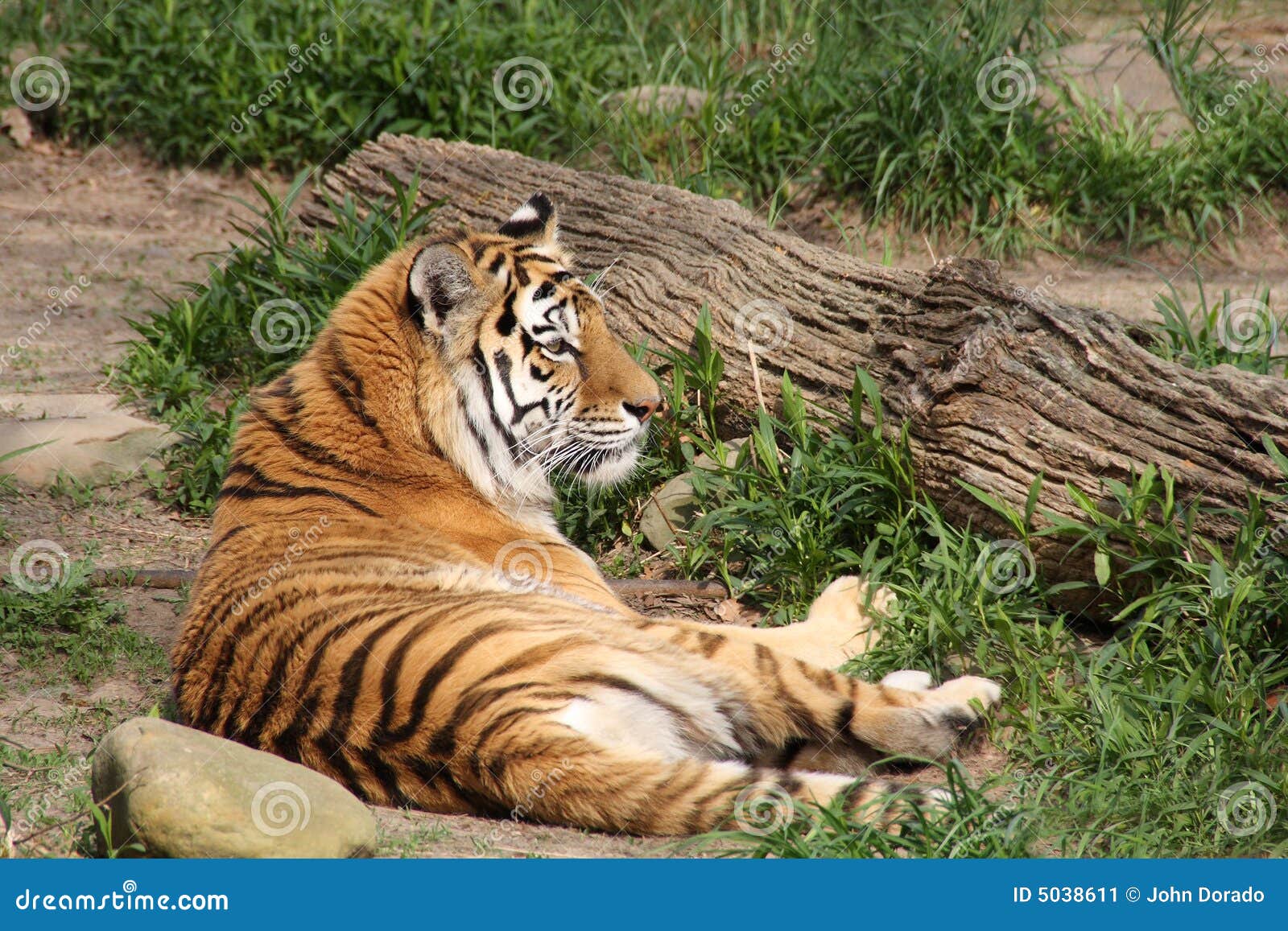 Lone tiger stock image. Image of predator, nature, ferocious - 5038611