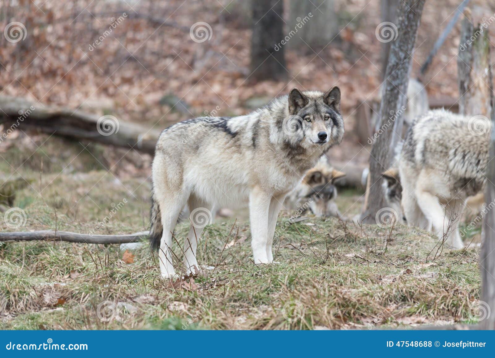 Lone Timber Wolf in the Fall Stock Photo - Image of canine, natural ...