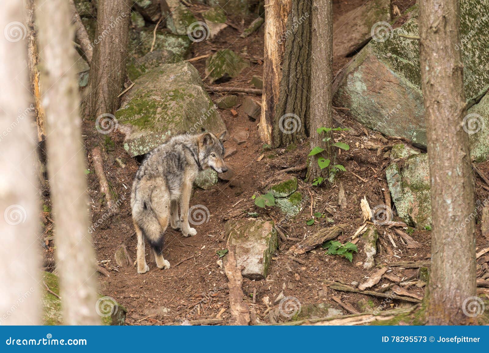 A Lone Timber Wolf in a Forest Stock Image - Image of captive, nature ...