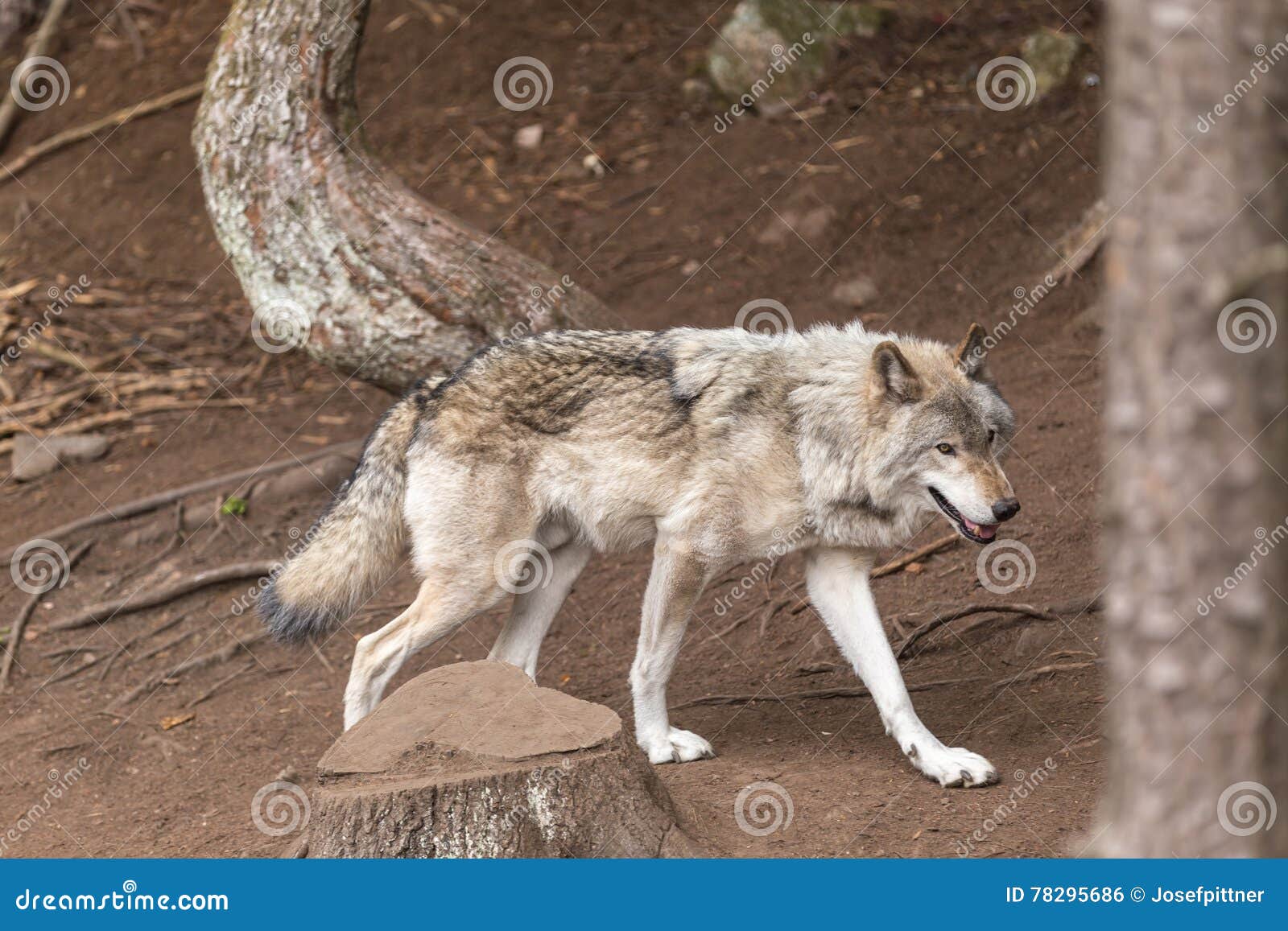 A Lone Timber Wolf in a Forest Stock Photo - Image of canis, coats ...
