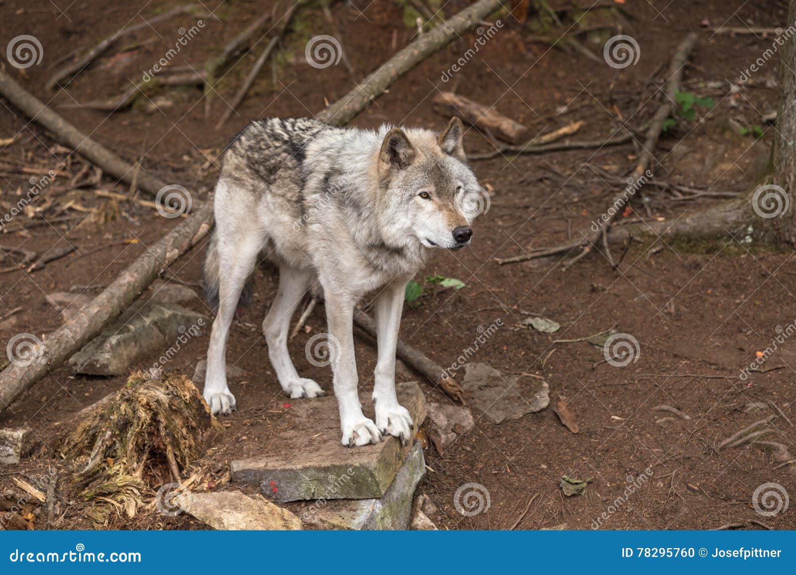 A Lone Timber Wolf in a Forest Stock Photo - Image of coats, creature ...