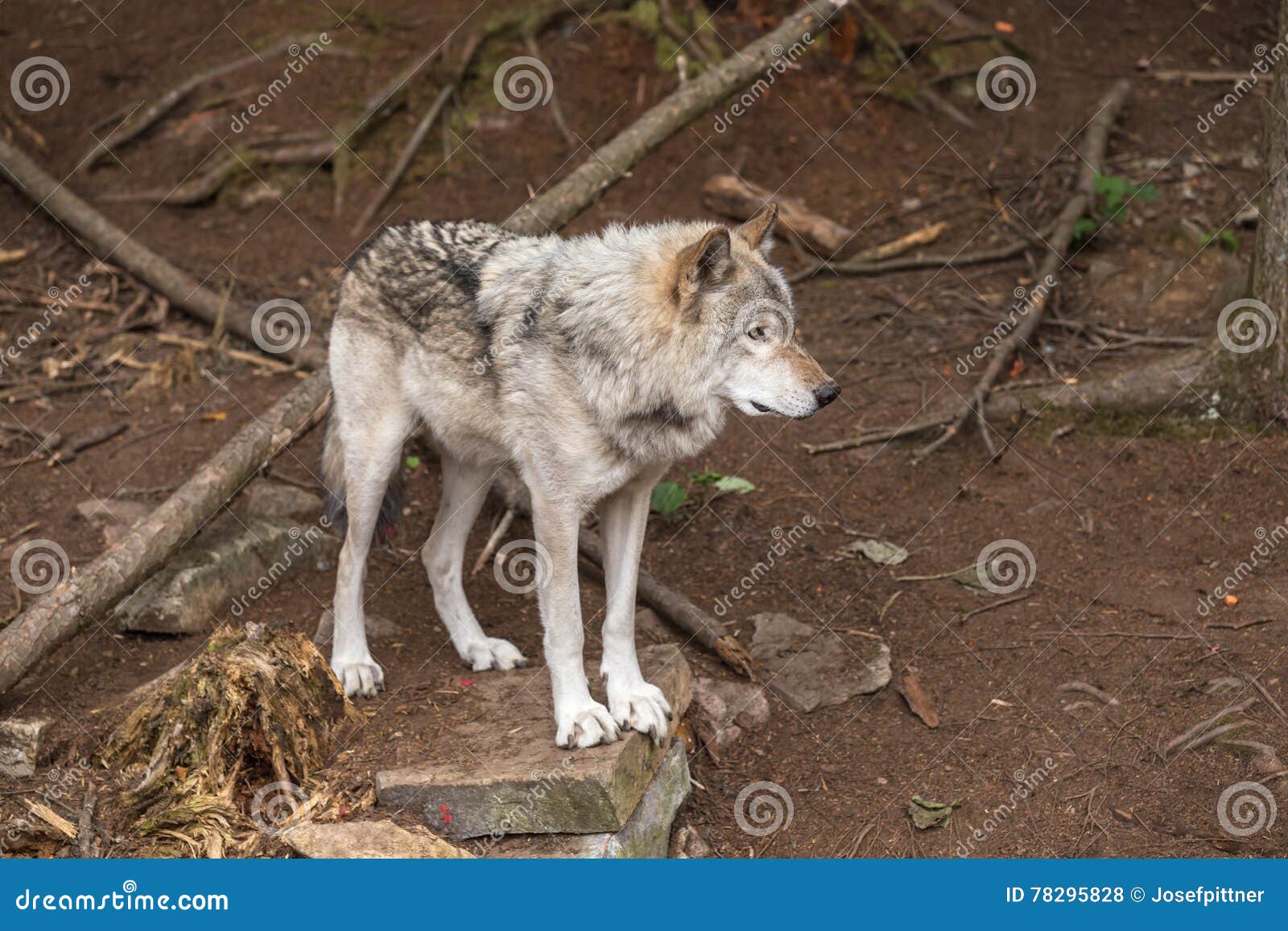 A Lone Timber Wolf in a Forest Stock Photo - Image of nature, outdoors ...