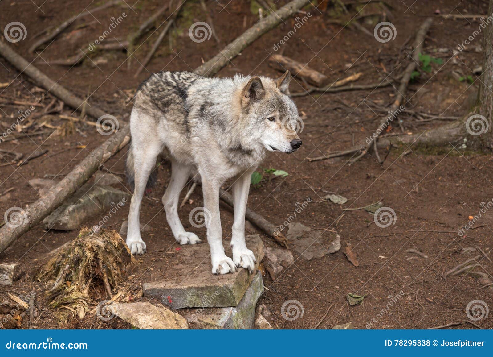 A Lone Timber Wolf in a Forest Stock Photo - Image of north, closeup ...