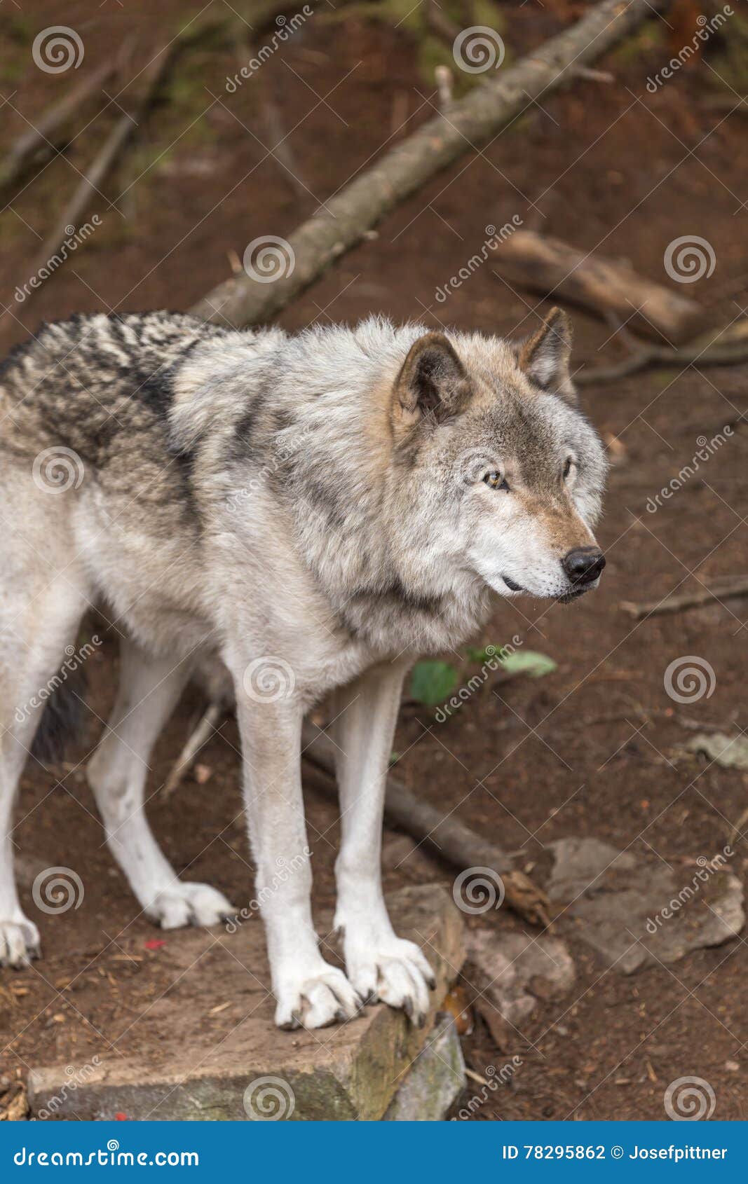 A Lone Timber Wolf in a Forest Stock Photo - Image of square, coats ...