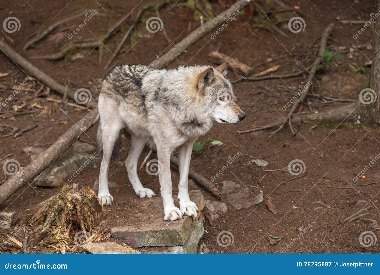 A Lone Timber Wolf in a Forest Stock Image - Image of captive, nature ...