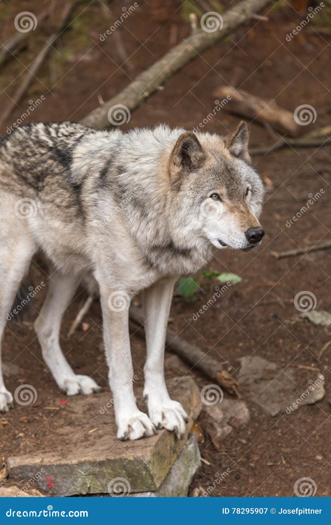 A Lone Timber Wolf in a Forest Stock Image - Image of horizontal ...