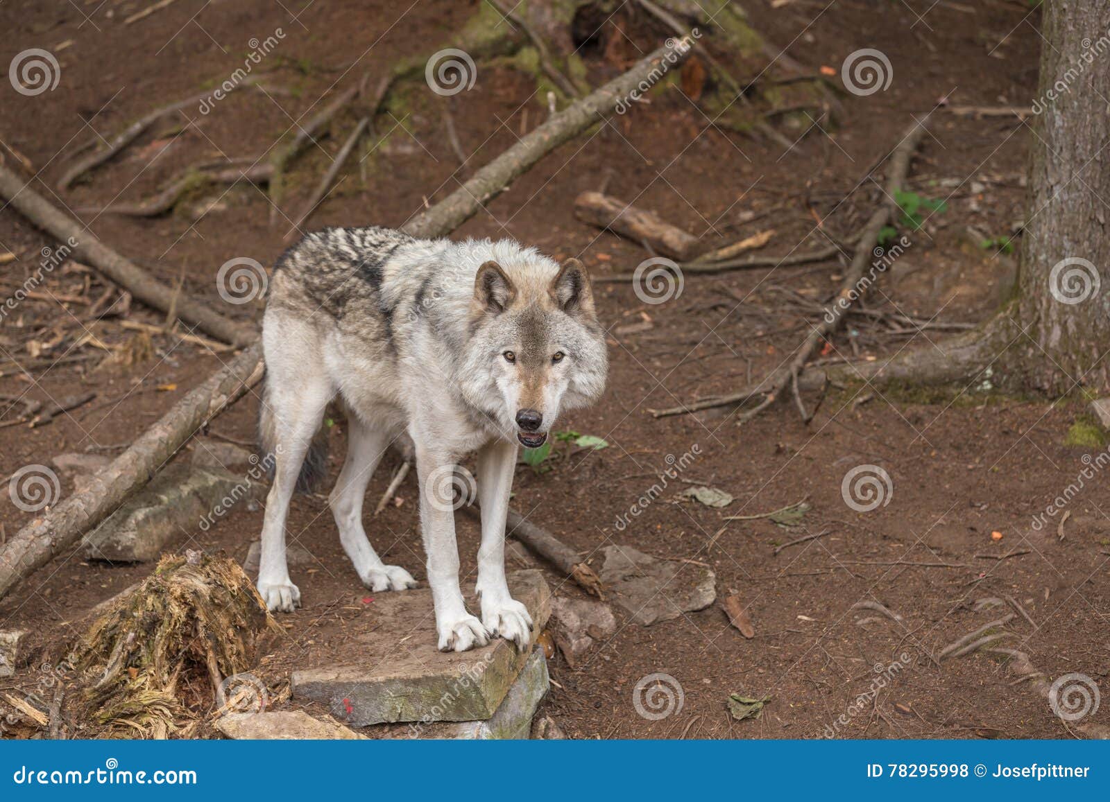 A Lone Timber Wolf in a Forest Stock Photo - Image of creature, captive ...