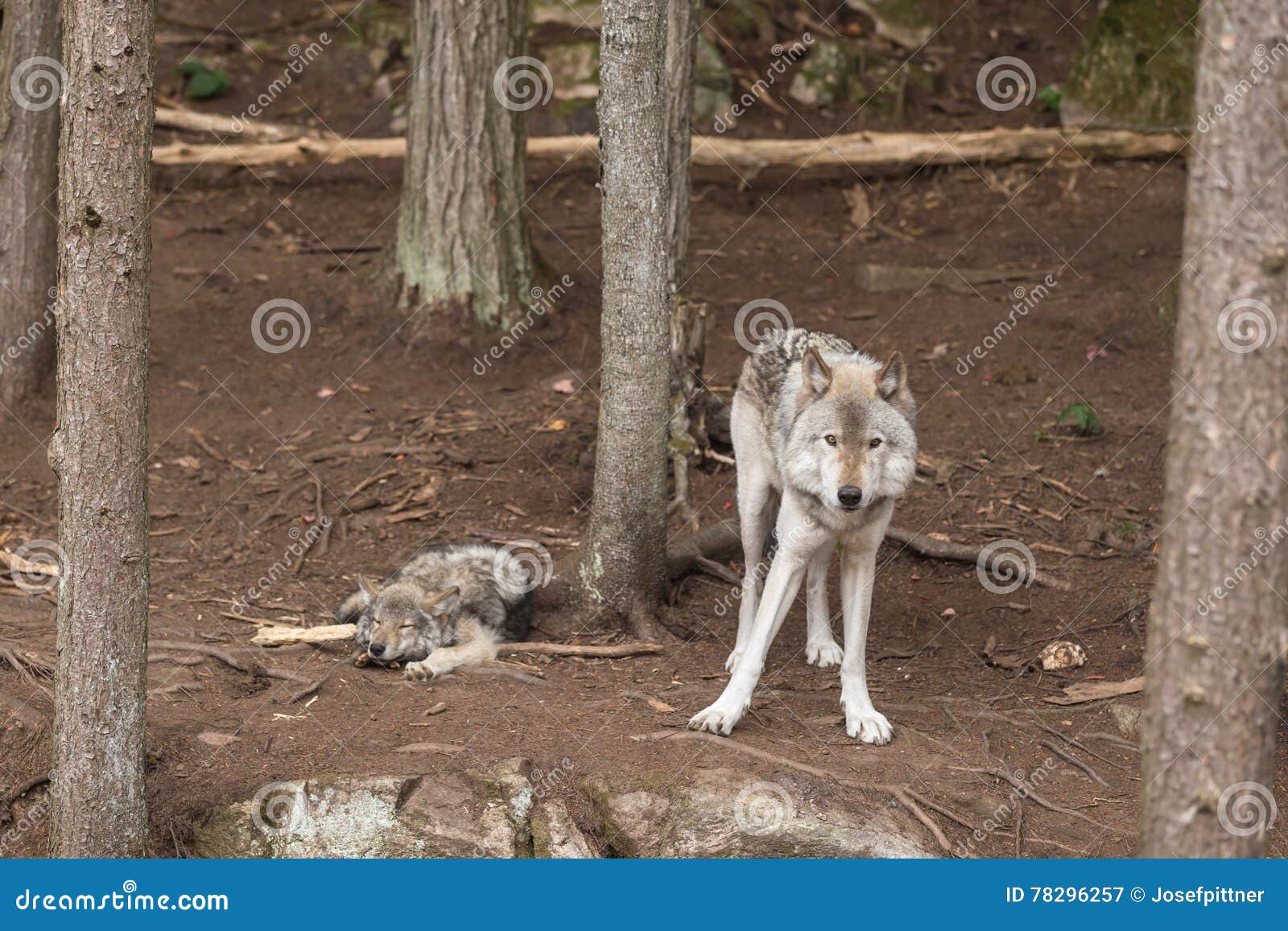 A Lone Timber Wolf in a Forest Stock Image - Image of lupus, nature ...