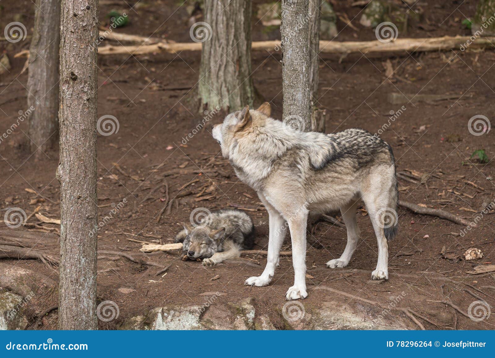 A Lone Timber Wolf in a Forest Stock Photo - Image of close, captive ...