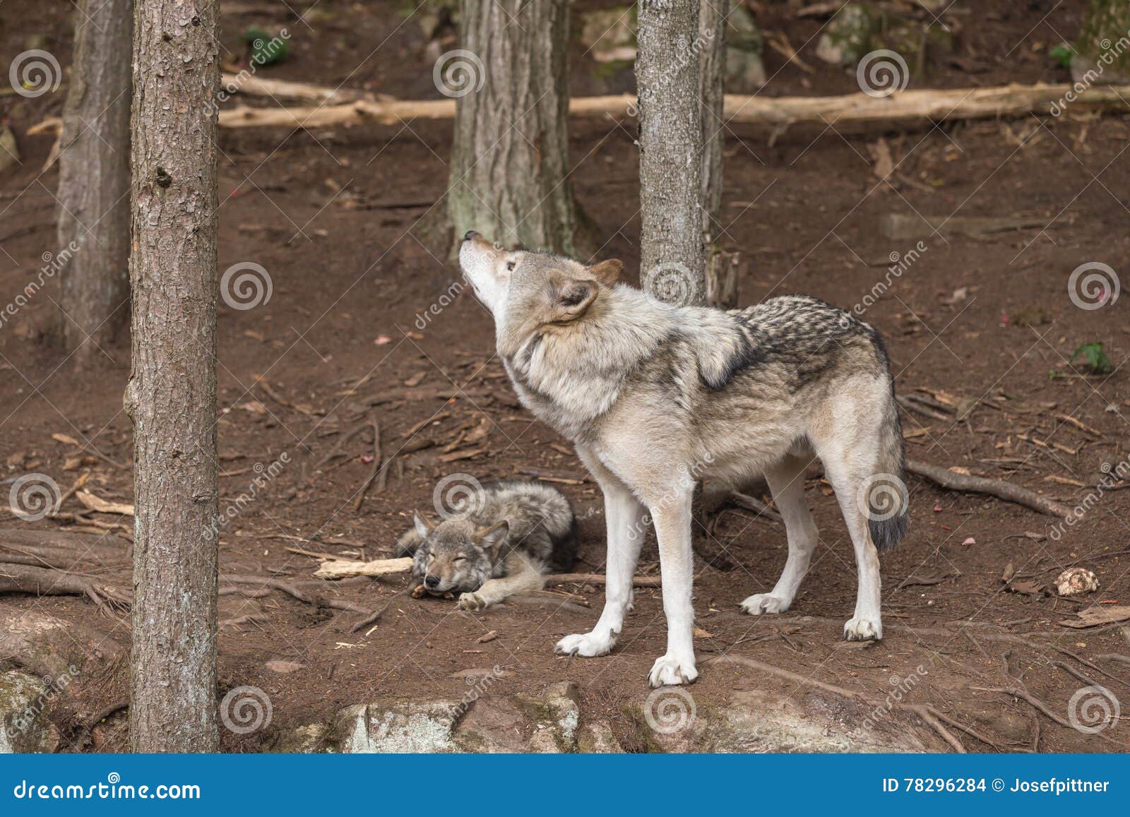 A Lone Timber Wolf in a Forest Stock Photo - Image of lupus, close ...