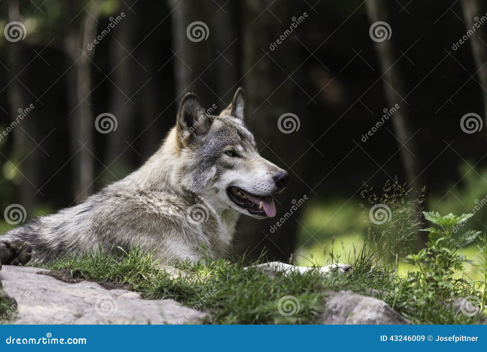 A Lone Timber Wolf Resting In A Shaded Area Stock Image - Image of ...