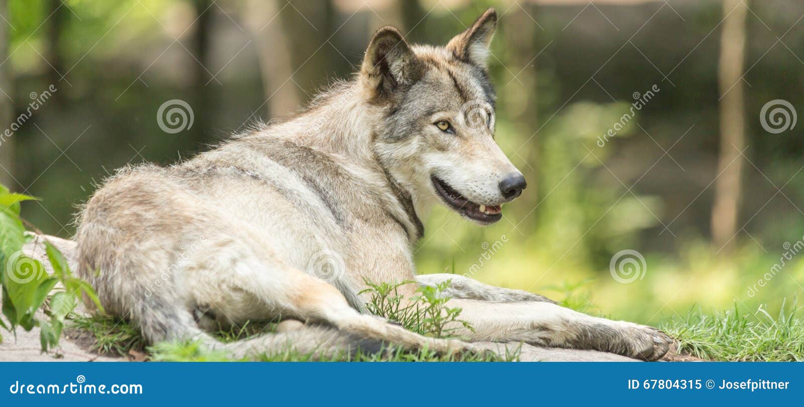 A Lone Timber Wolf in the Summer Stock Image - Image of captive, tree ...