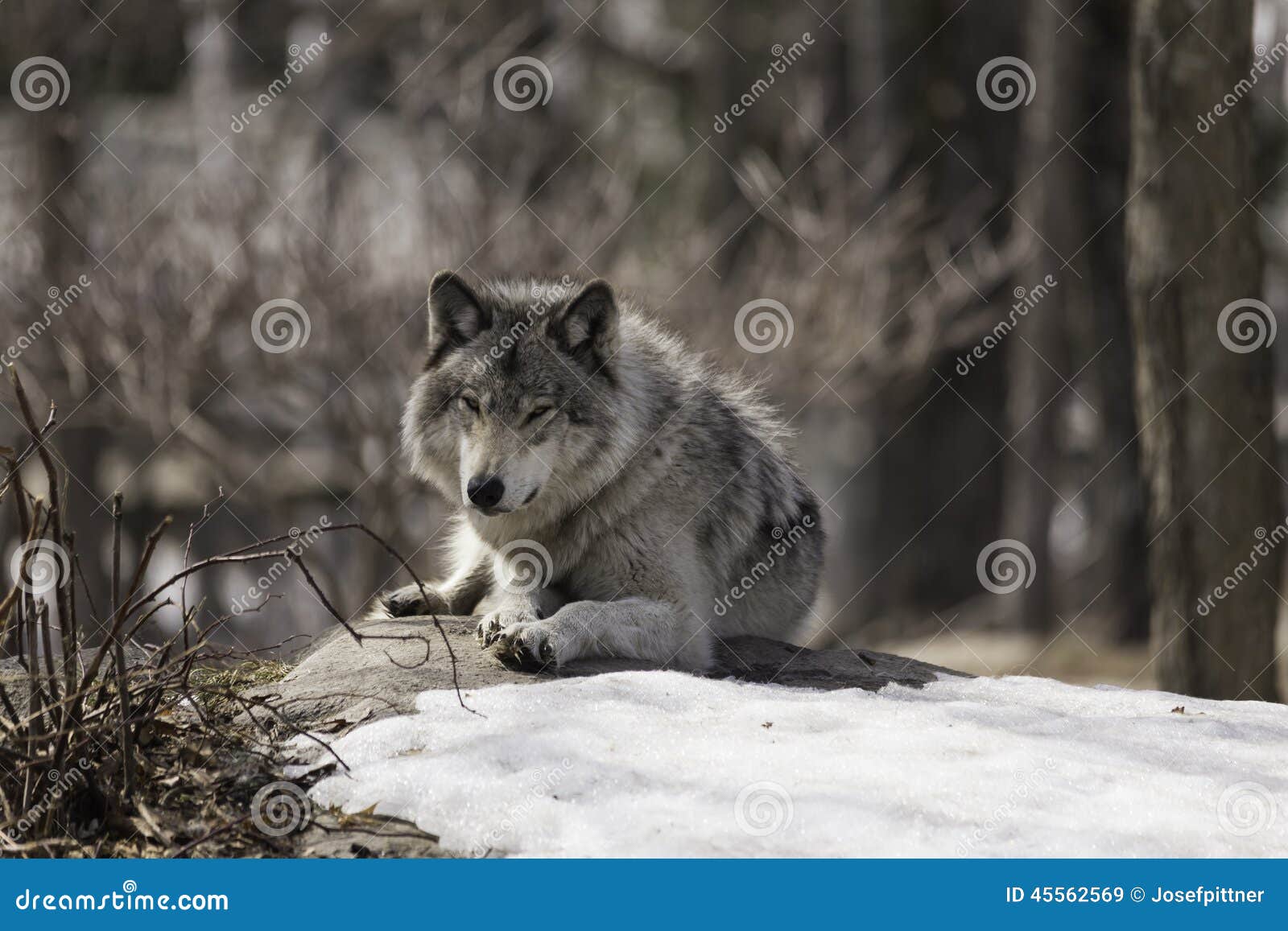 A lone timber wolf stock image. Image of mammal, creature - 45562569
