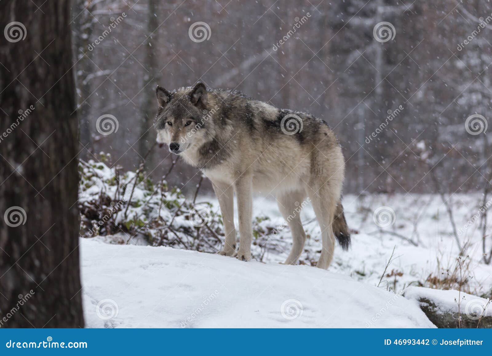 A Lone Timber Wolf in a Winter Scene Stock Photo - Image of portrait ...
