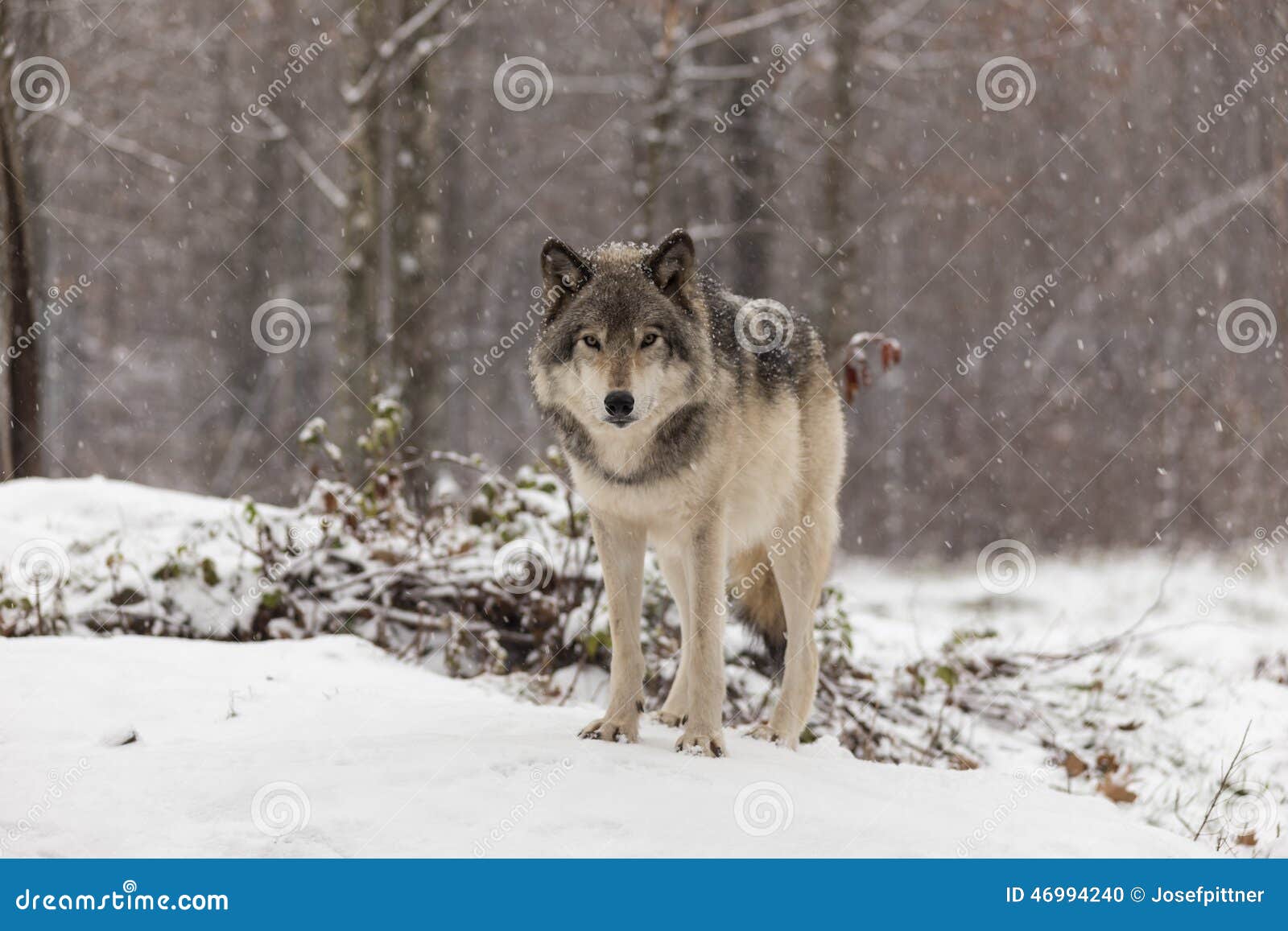 Lone Timber Wolf in a Winter Scene Stock Photo - Image of snow, danger ...