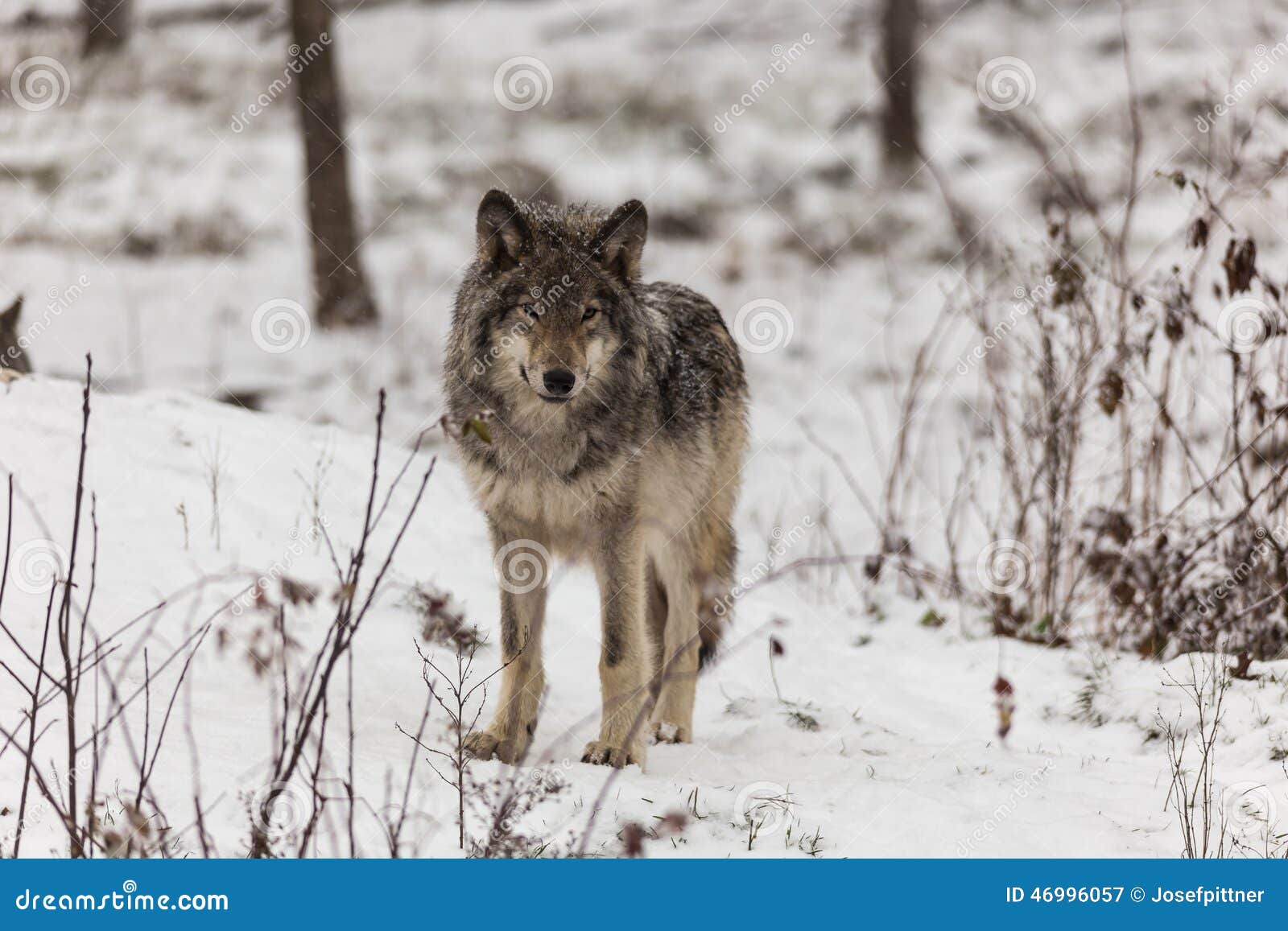 Lone Timber Wolf in a Winter Scene Stock Image - Image of grey ...