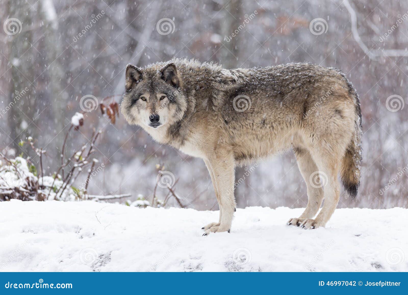 Lone Timber Wolf in a Winter Scene Stock Photo - Image of fierce, polar ...