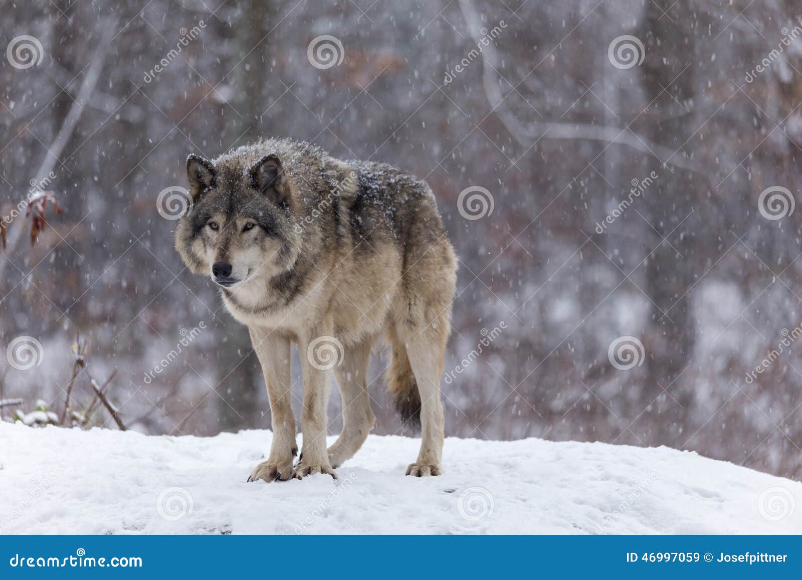 Lone Timber Wolf in a Winter Scene Stock Image - Image of carnivore ...