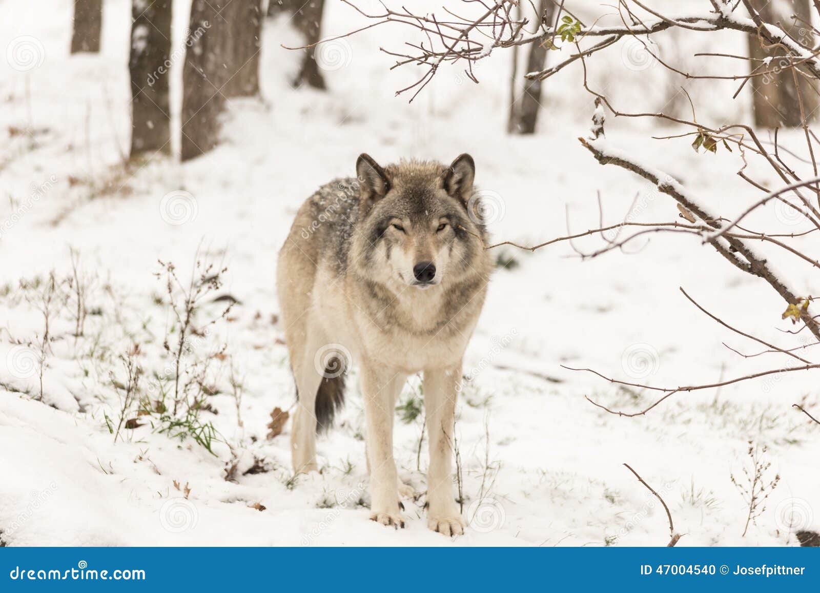 Lone Timber Wolf in a Winter Scene Stock Photo - Image of polar, savage ...