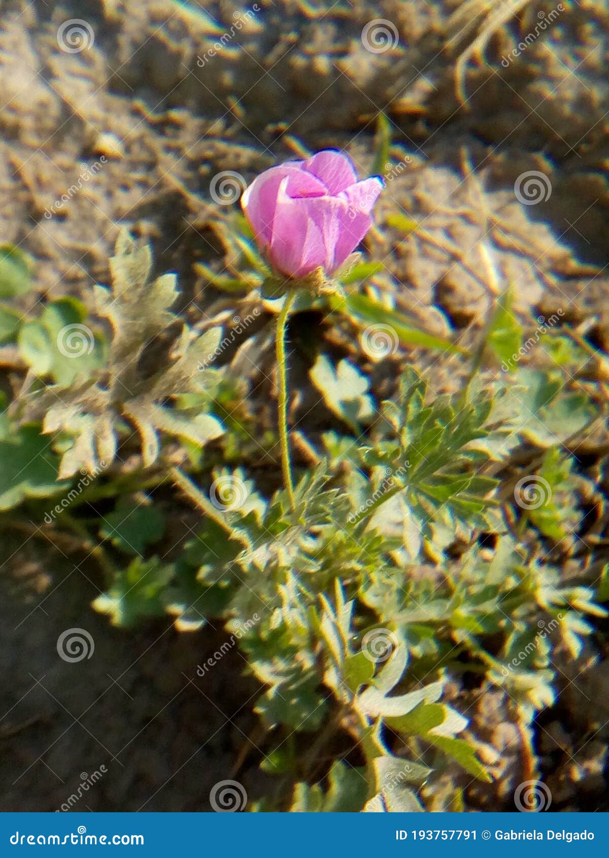 Lone tiny pink flower editorial photo. Image of flowered - 193757791