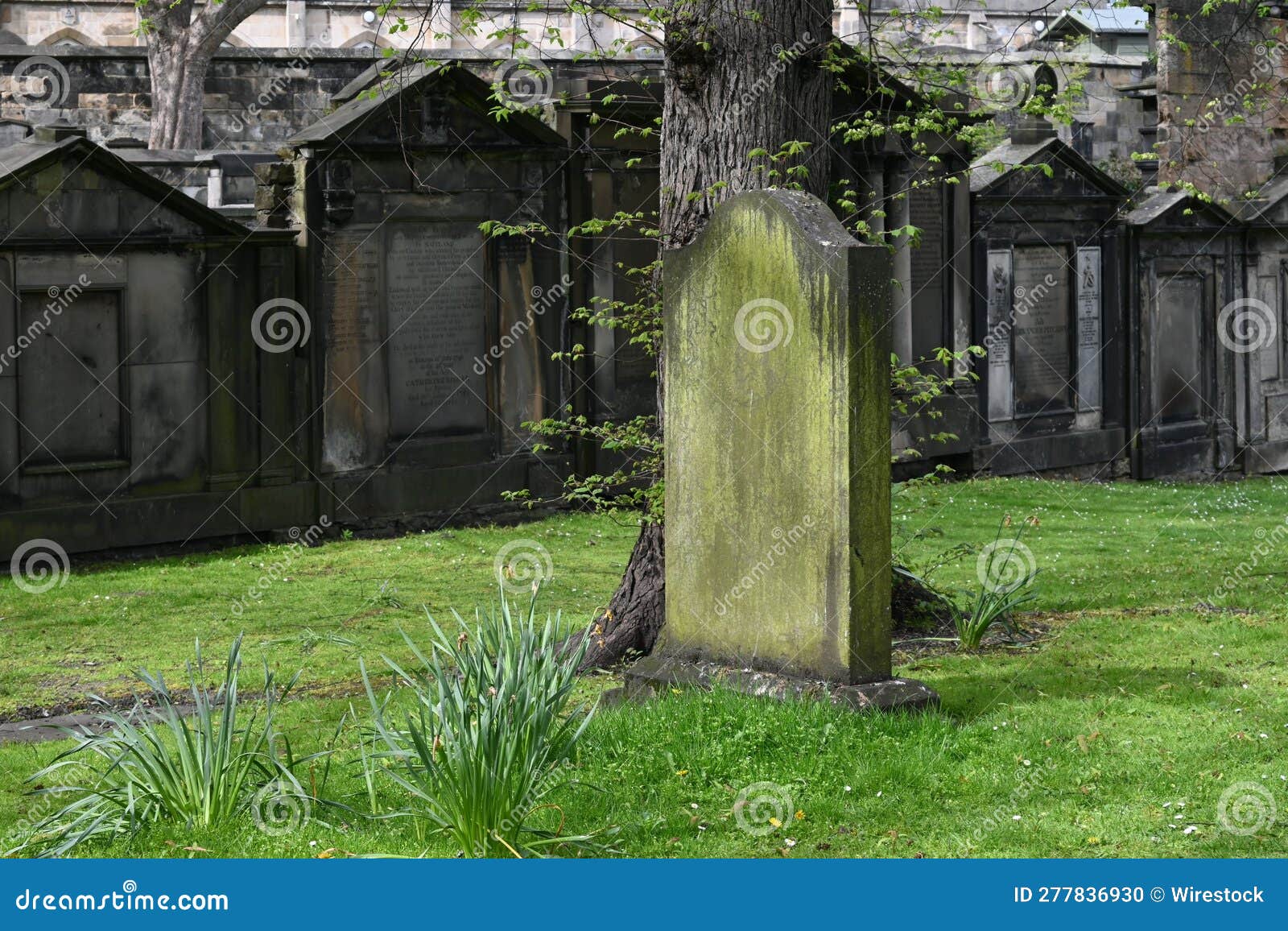 Lone Tombstone Surrounded by Green Grass in a Cemetery Stock Photo ...