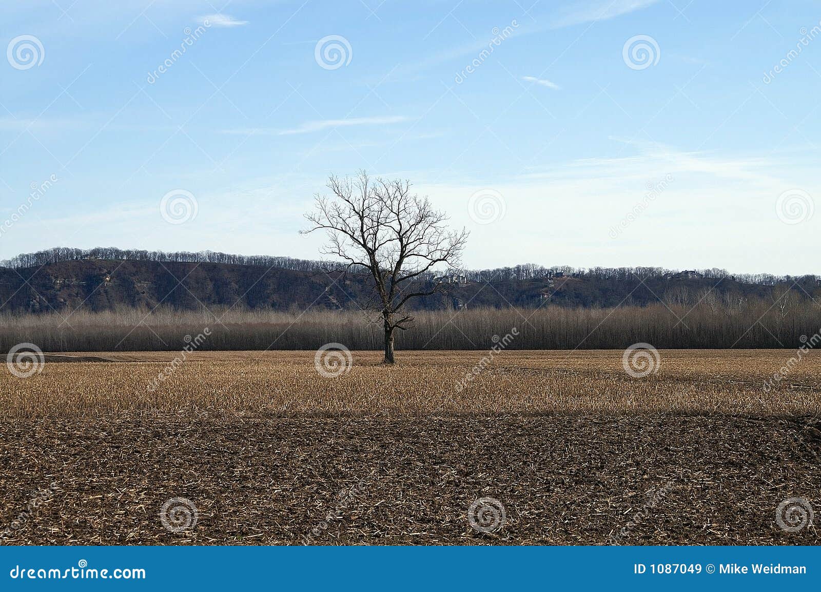 Lone Tree stock image. Image of lone, panoramic, outside - 1087049
