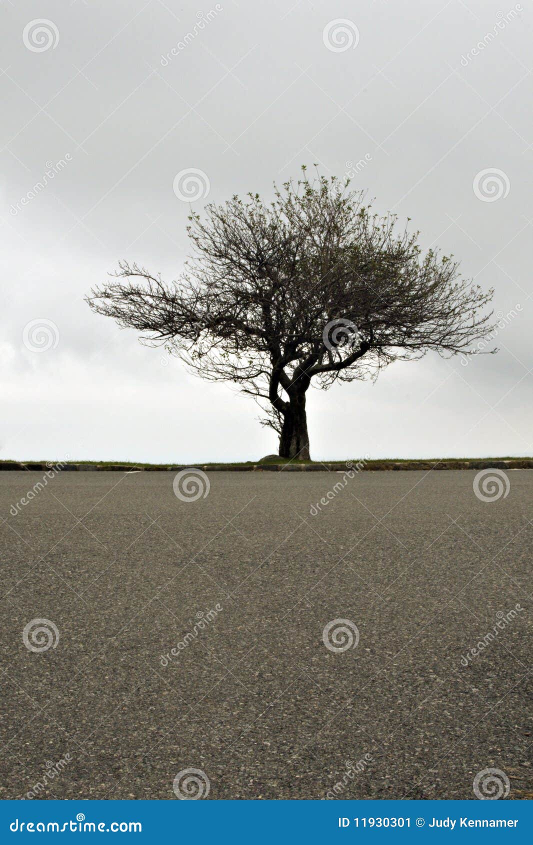 Lone Tree Royalty-Free Stock Photography | CartoonDealer.com #223463