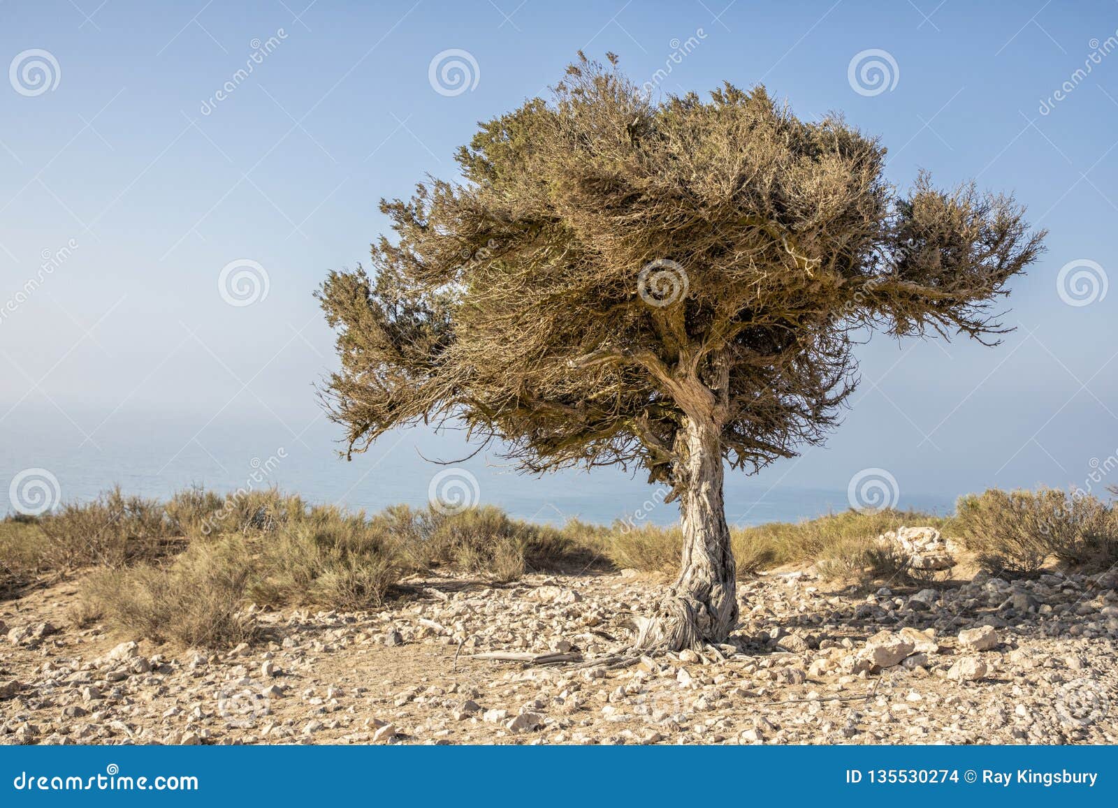 Lone Tree Overlooking Ocean Stock Photo - Image of lone, overlooking ...