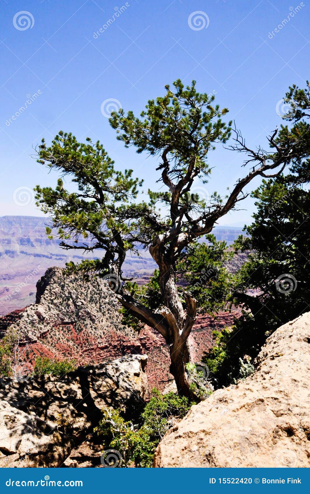 Lone Tree stock photo. Image of national, pinion, arizona - 15522420