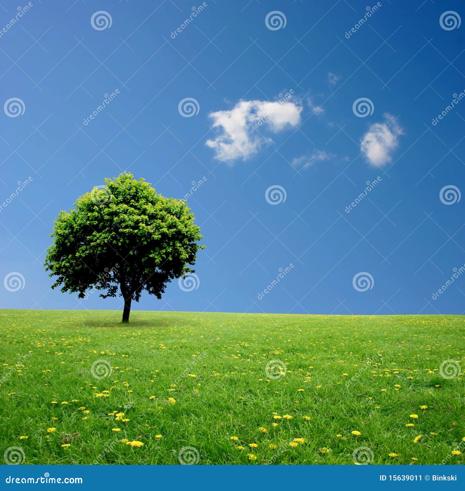 Lone Tree stock image. Image of tree, field, country - 15639011