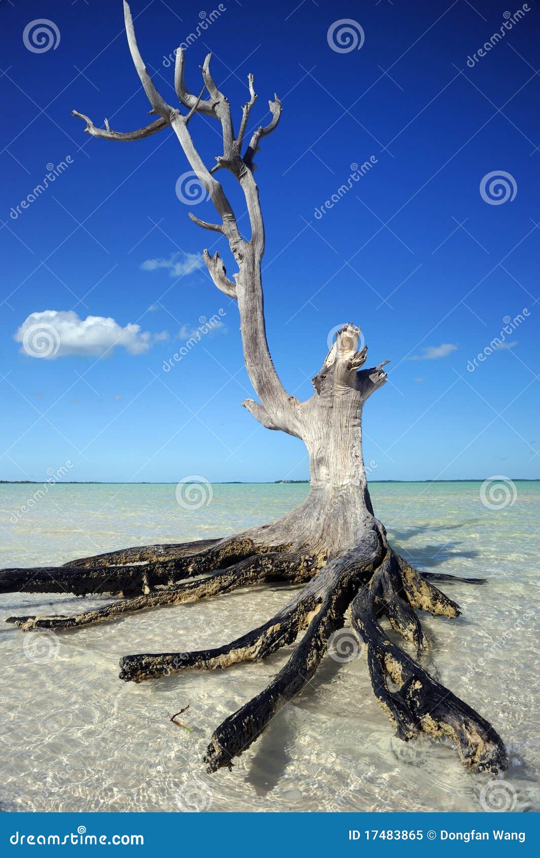 Lone tree stock image. Image of beach, fiji, caledonia - 17483865