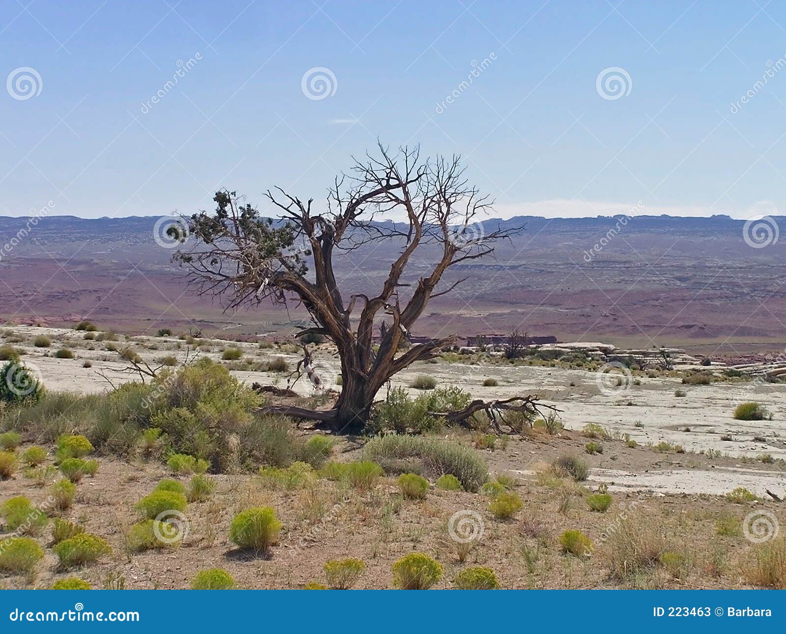 Lone Tree stock image. Image of tree, arid, mesa, expanse - 223463