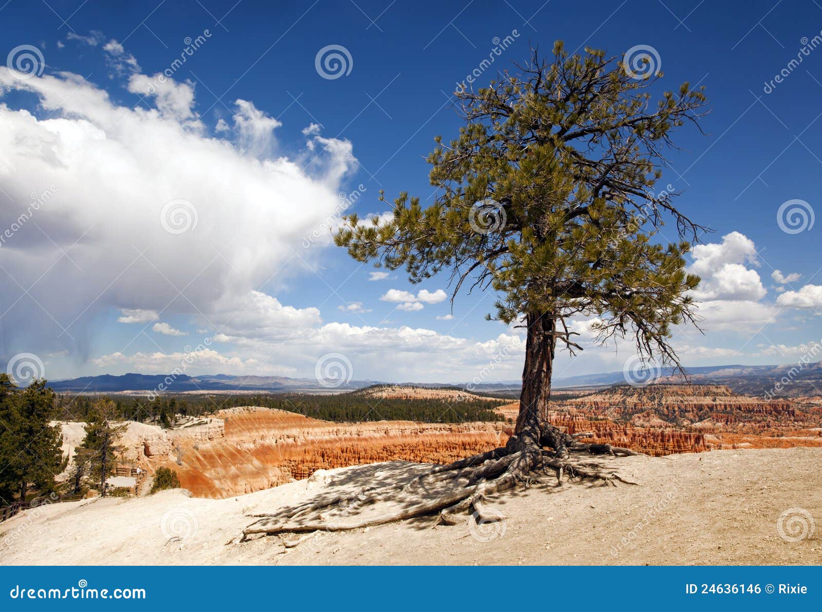 Lone tree stock photo. Image of desert, sandstone, brice - 24636146