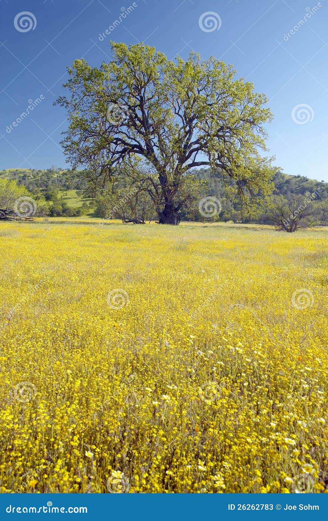 Lone tree stock image. Image of world, abundance, meadow - 26262783