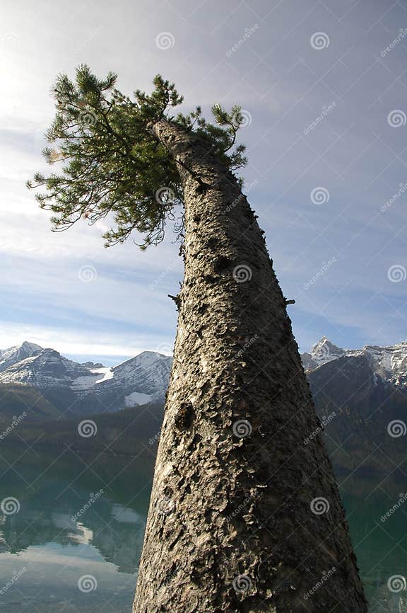 Lone Tree stock image. Image of tree, evergreen, mountains - 301909