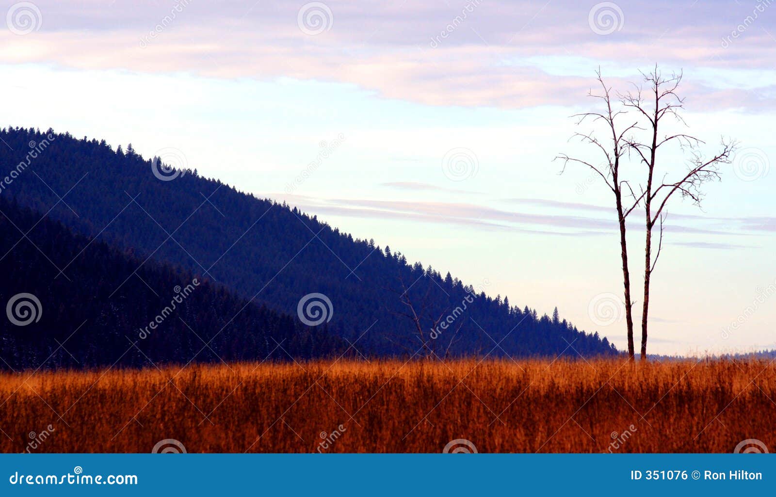 Lone Tree Picture. Image: 351076