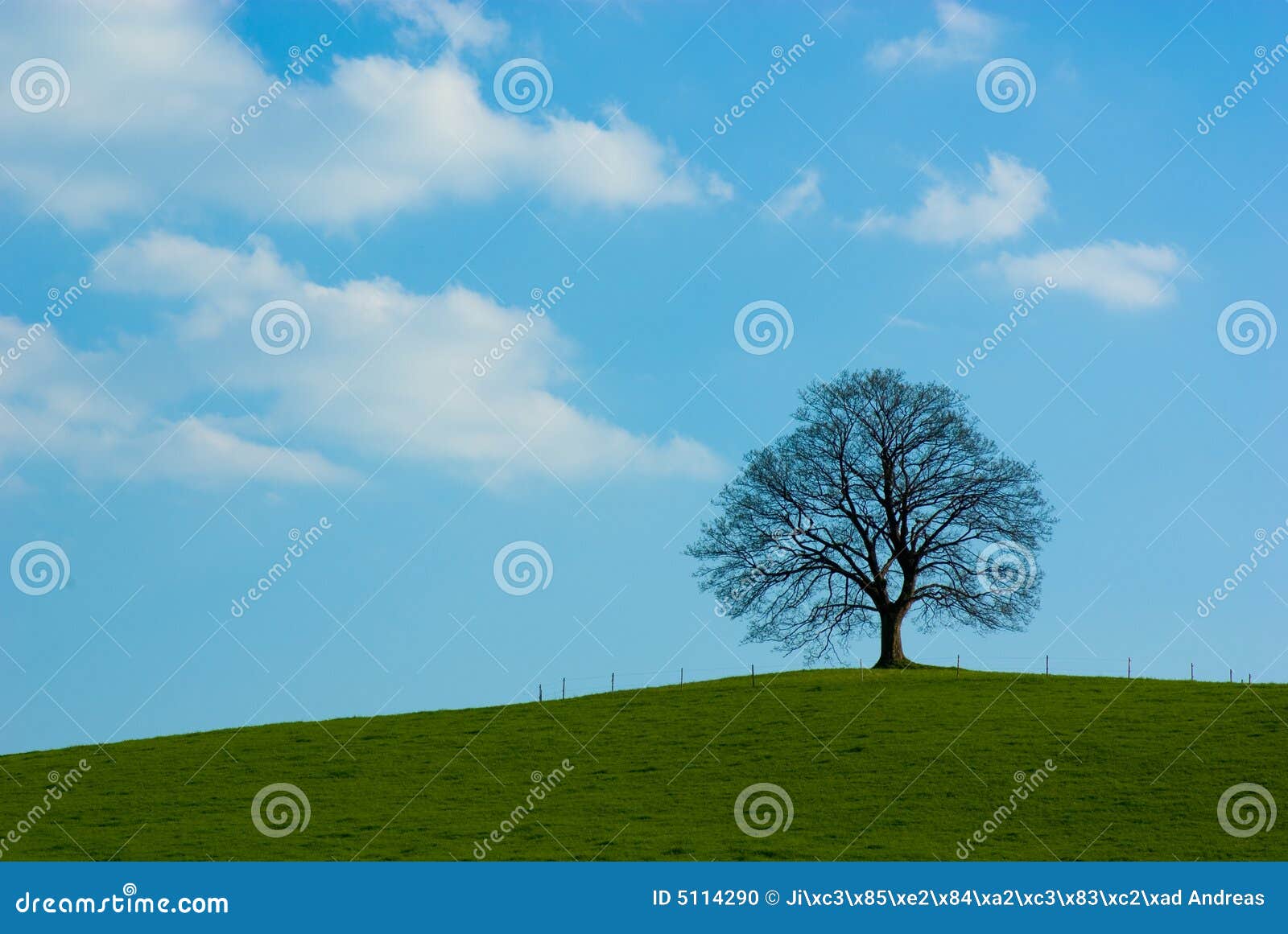 Lone tree stock photo. Image of nature, area, horizon - 5114290