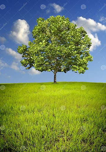 Lone tree stock photo. Image of maple, single, summer - 5824298