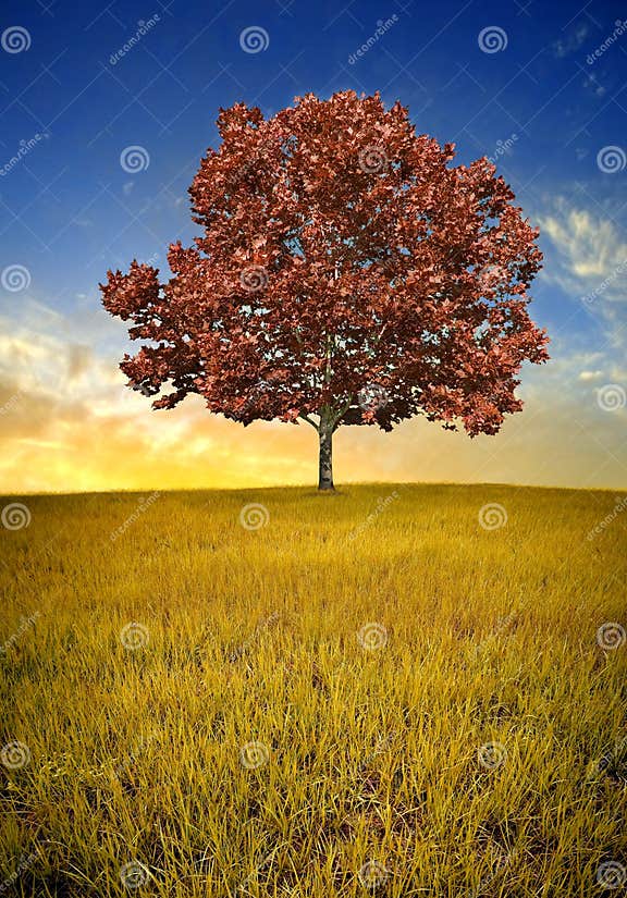 Lone tree stock photo. Image of lone, fall, single, alone - 5824432
