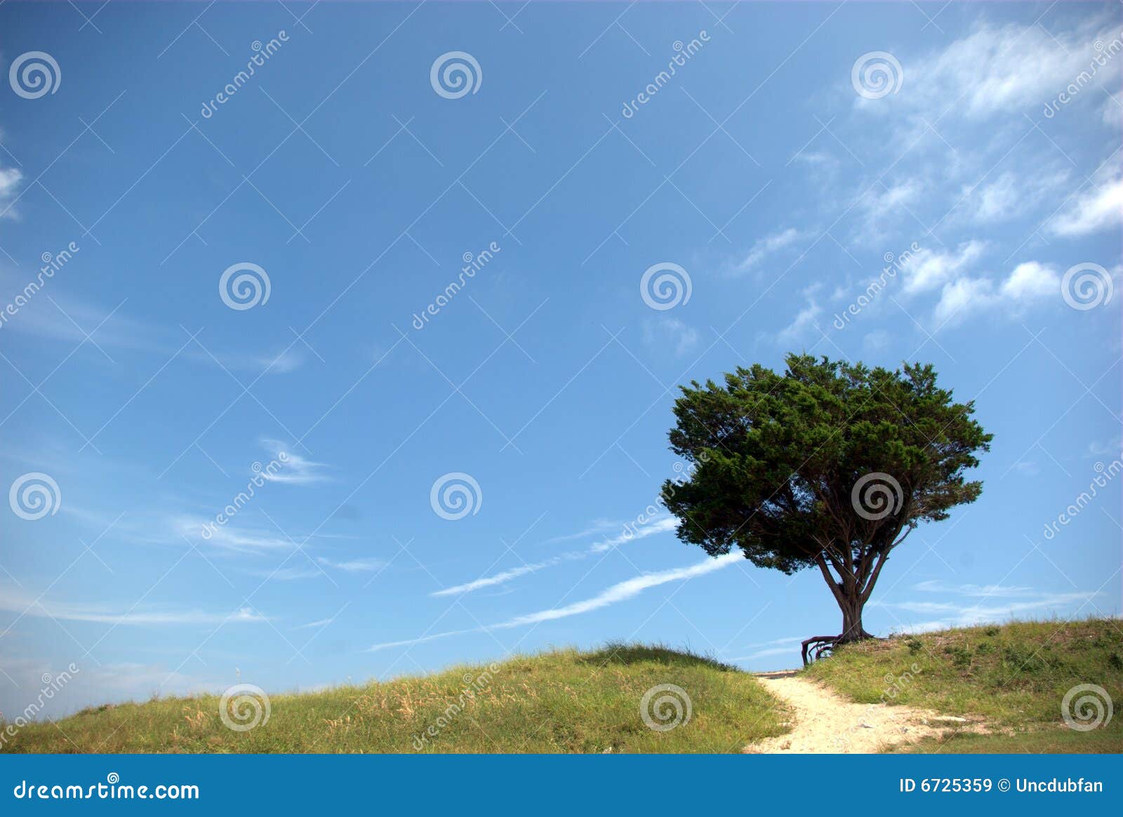 Lone Tree Picture. Image: 6725359