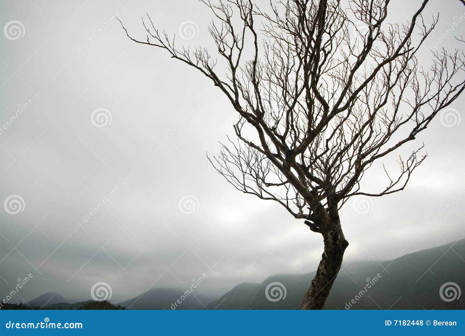 Lone Tree stock photo. Image of bent, dark, branch, plant - 7182448