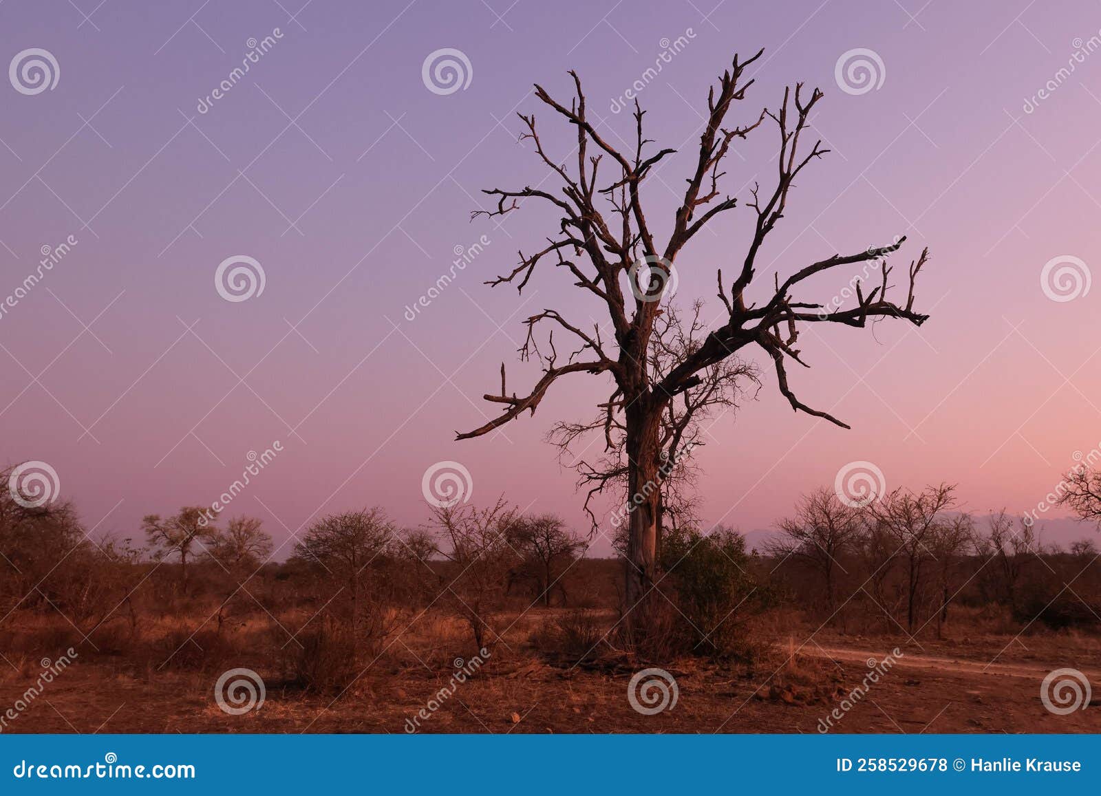 Lone Tree on an African Safari at Sunset Stock Photo - Image of winter ...