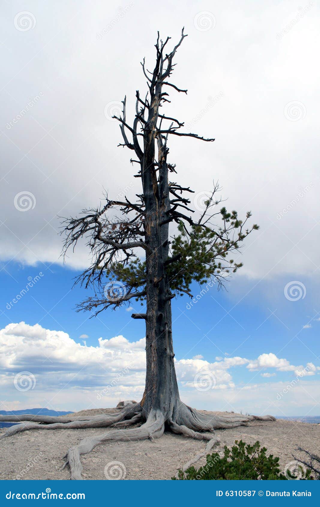 Lone tree against the sky stock image. Image of beauty - 6310587