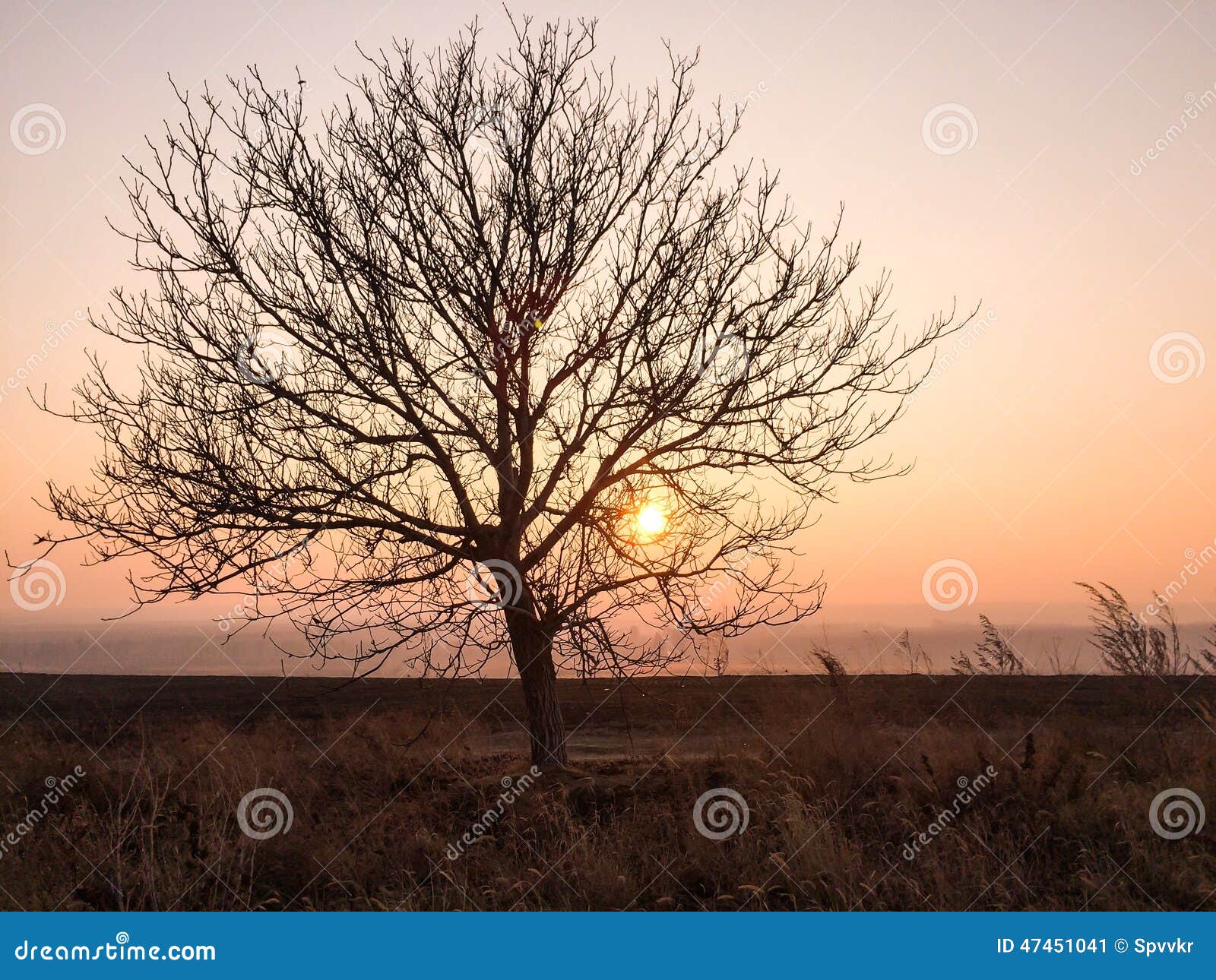 Lone Tree Against Sunset Sky Stock Image - Image of people, sunset ...