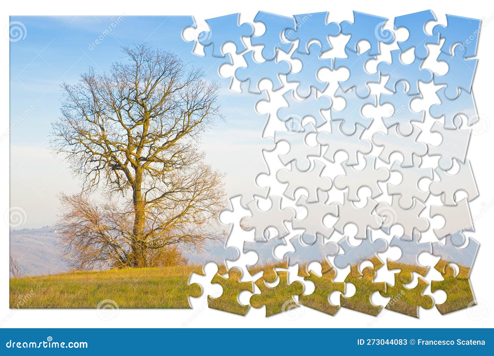 Lone Tree in a Agricultural Field - Environmental Conservation Concept ...