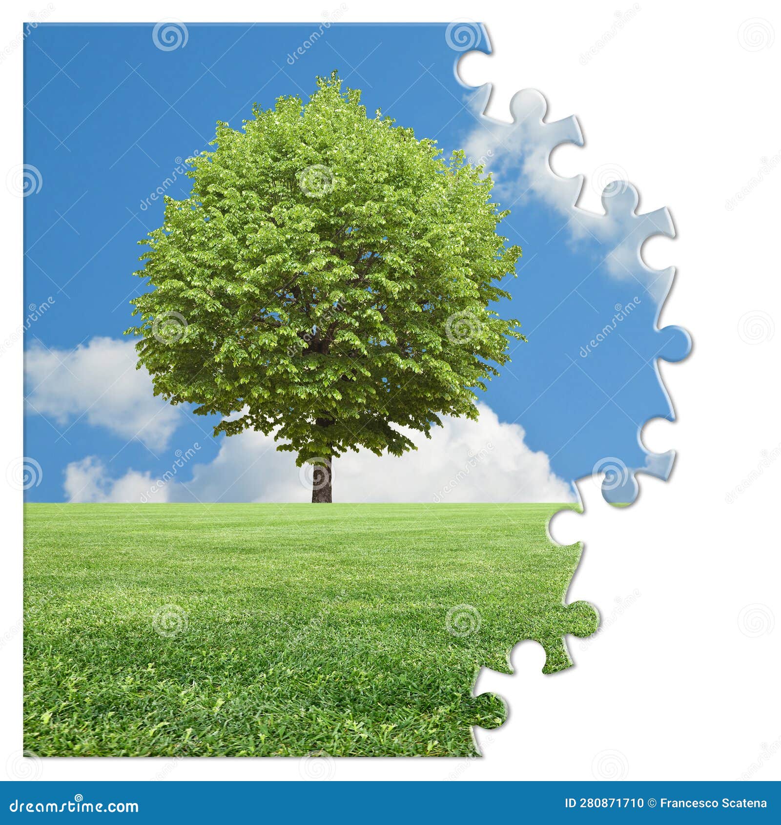 Lone Tree in a Agricultural Field - Environmental Conservation Concept ...