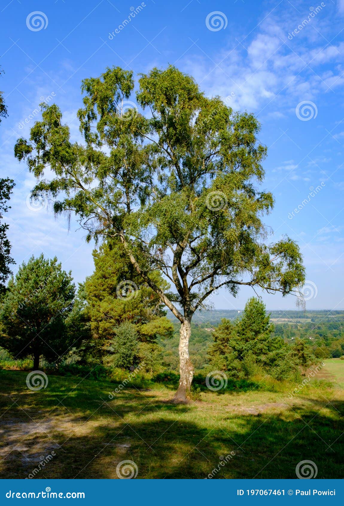 Lone Tree in the Ashdown Forest Stock Image - Image of landscape ...